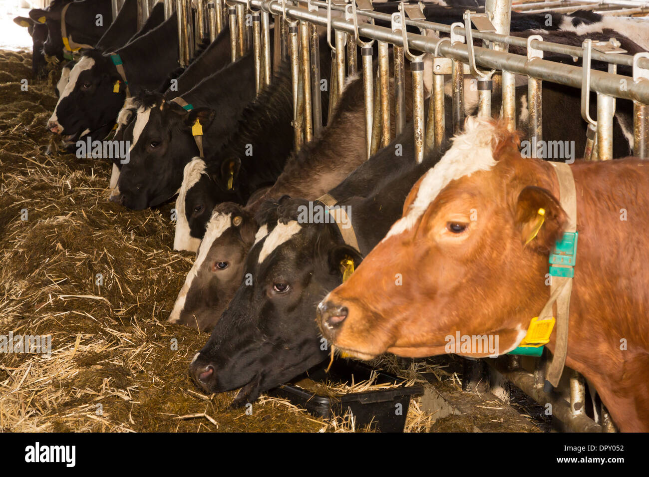 Cows or cattle feeding in a barn Stock Photo - Alamy