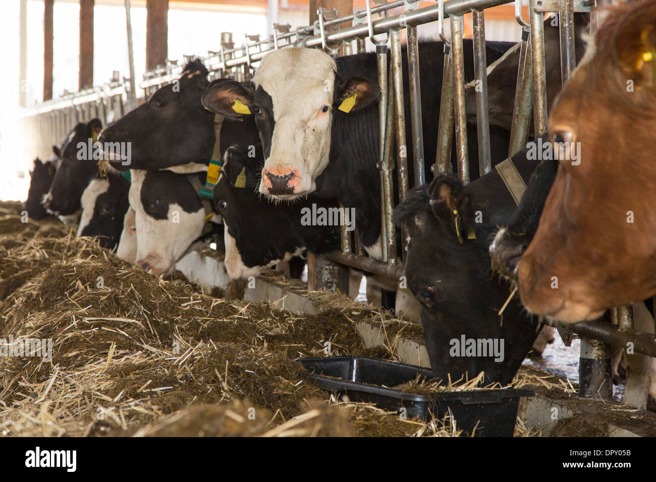 livestock, cattle feeding in a barn at a farm Stock Photo - Alamy