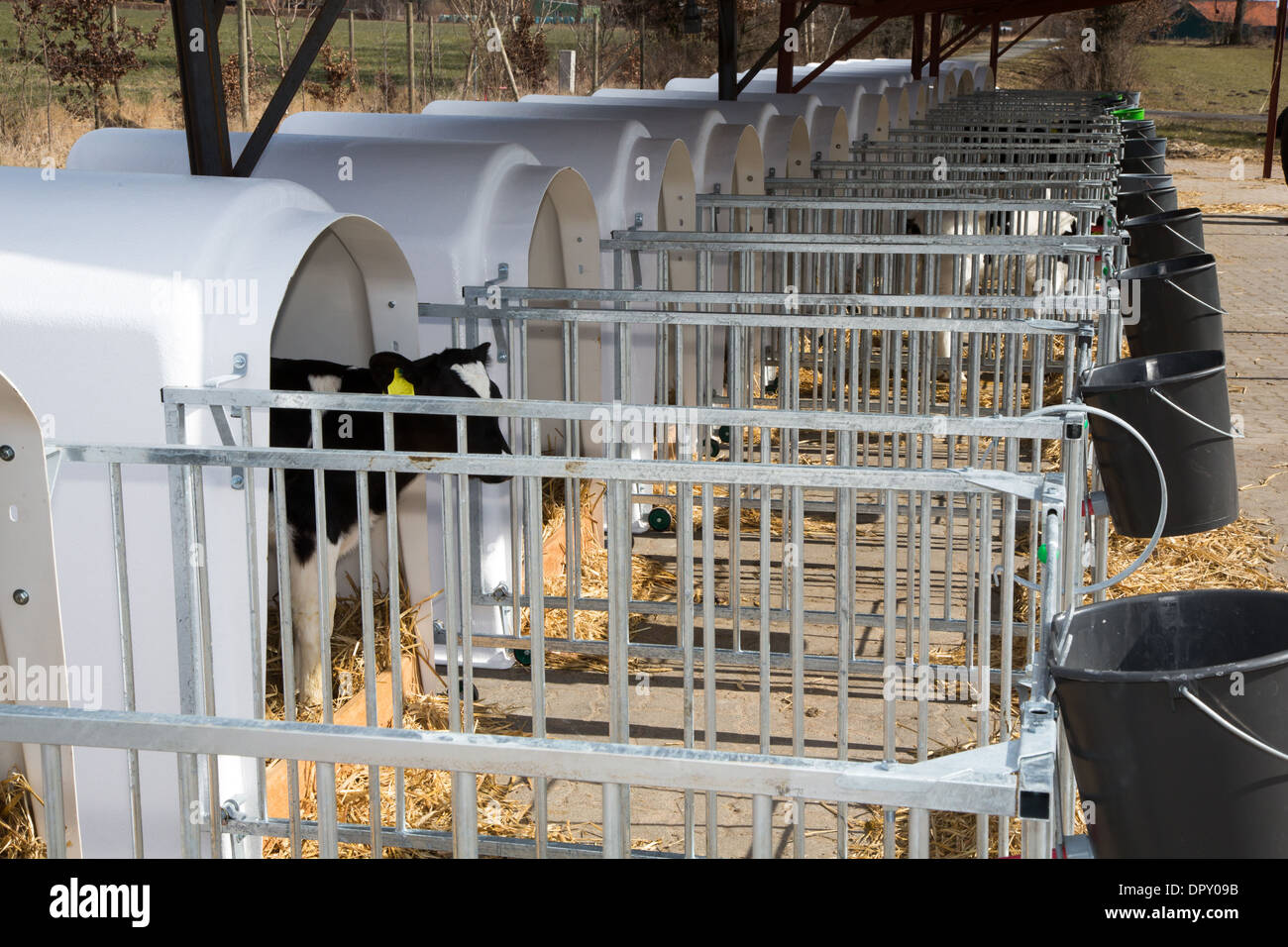 calf stable on a farm Stock Photo - Alamy
