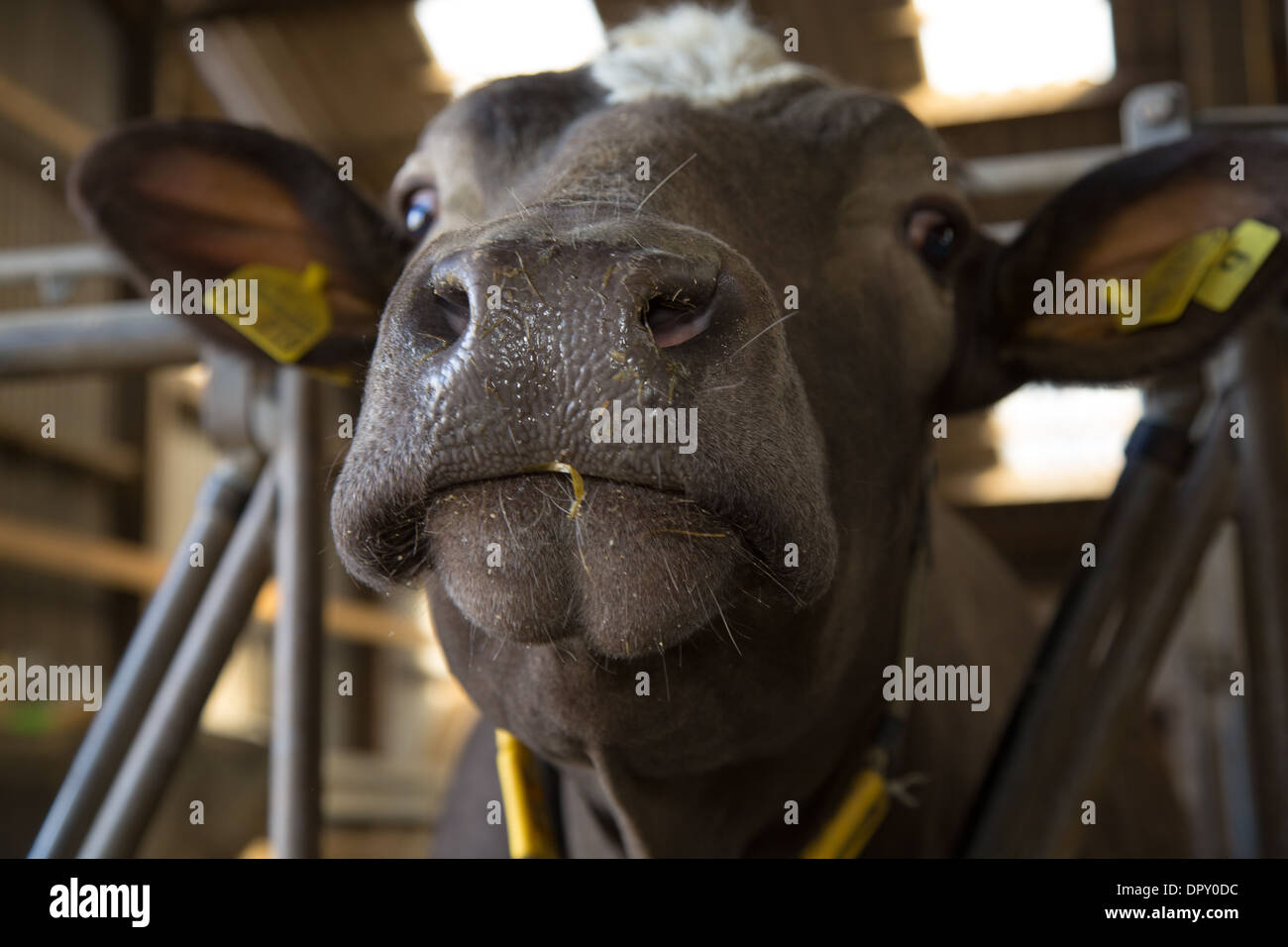 cow looking into camera Stock Photo - Alamy