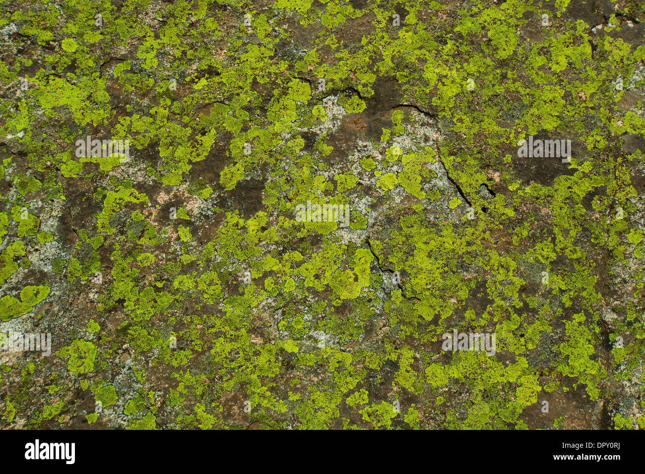 Moss and rock background hi-res stock photography and images - Alamy