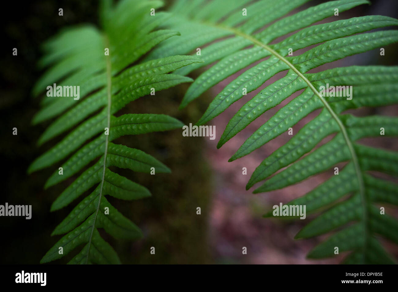 Elkton, Oregon, USA. 16th Jan, 2014. Ferns grow from the trunk of a ...