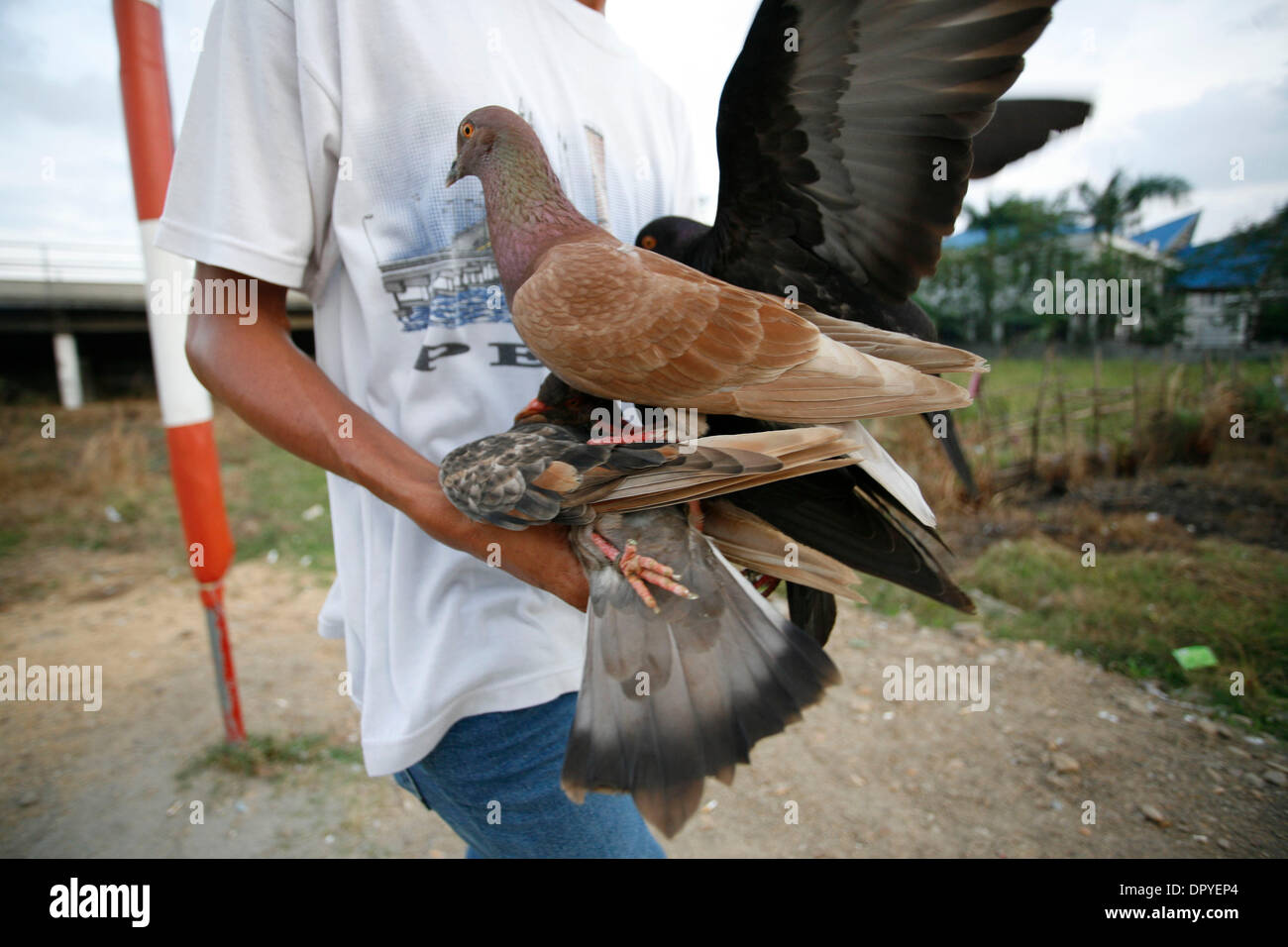 March 1, 2009 - Medan, North Sumatra, Indonesia - An owner and trainer ...