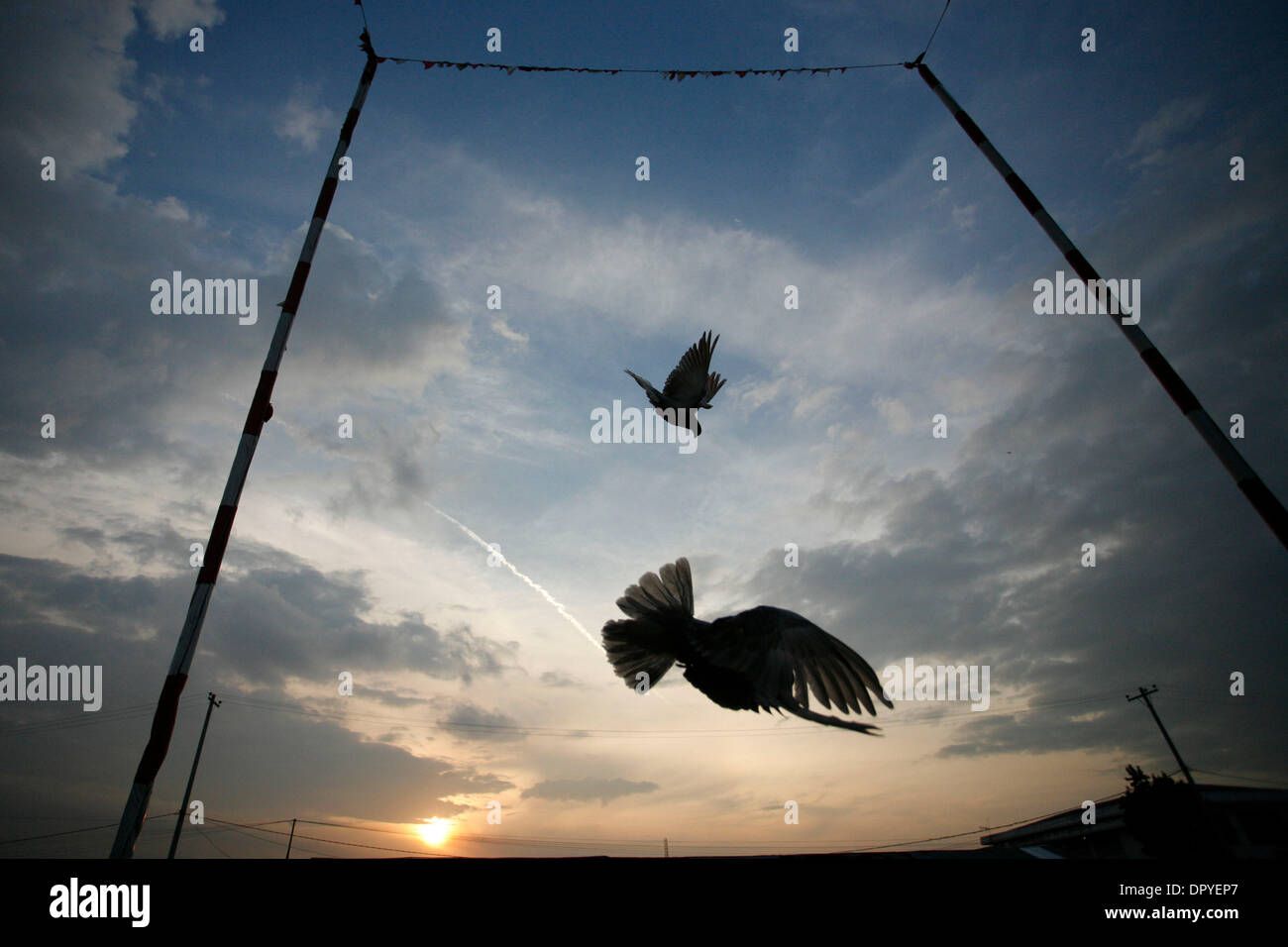 March 1, 2009 - Medan, North Sumatra, Indonesia - An owner and trainer ...