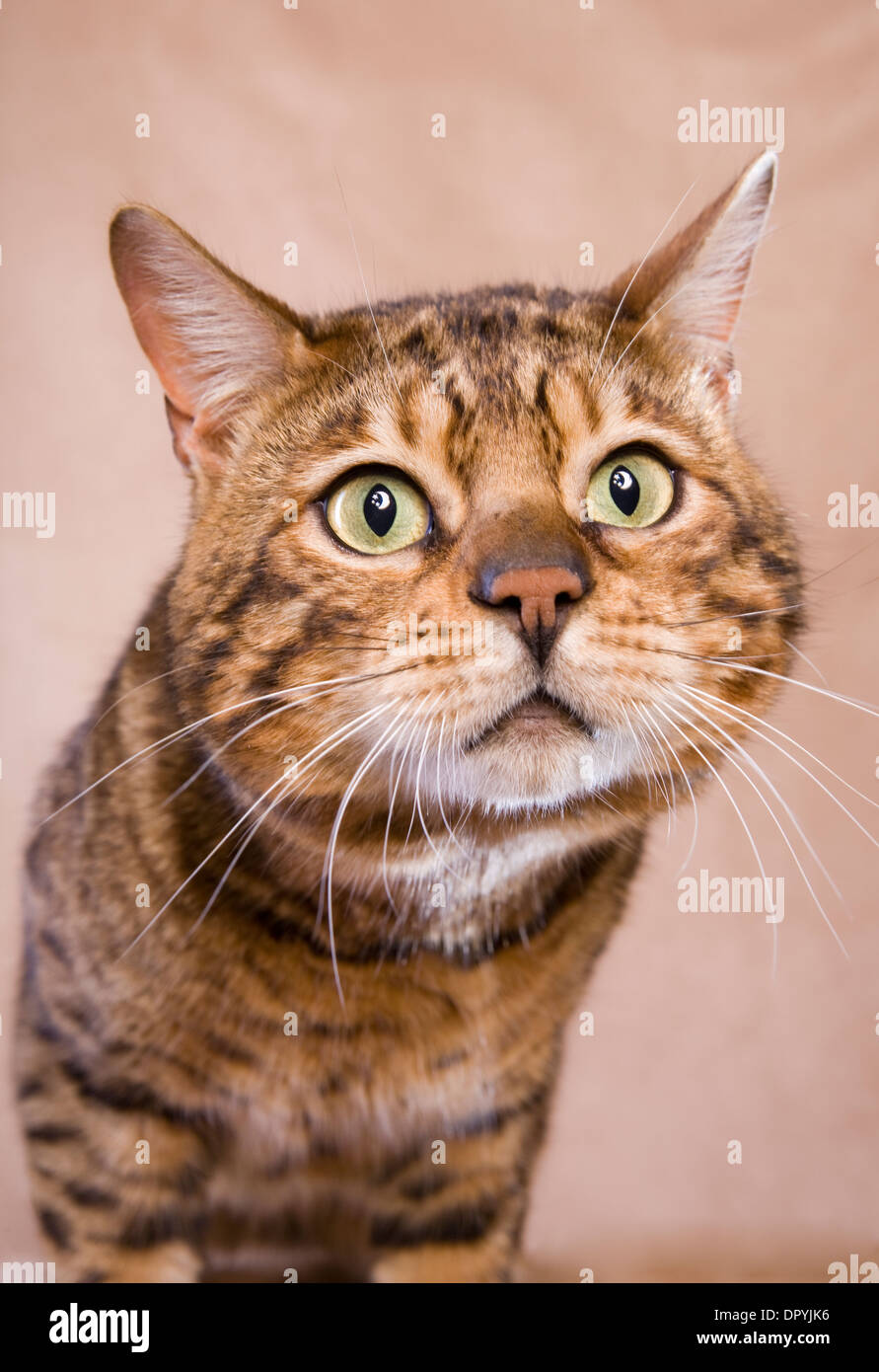 Tan cat hi-res stock photography and images - Alamy
