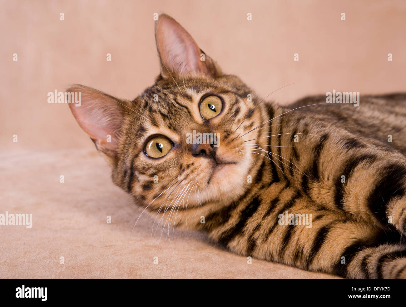 Bengal cat lying down head shot on tan background Stock Photo - Alamy