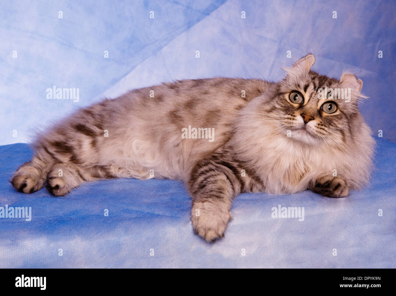 American curl cat hi-res stock photography and images - Alamy