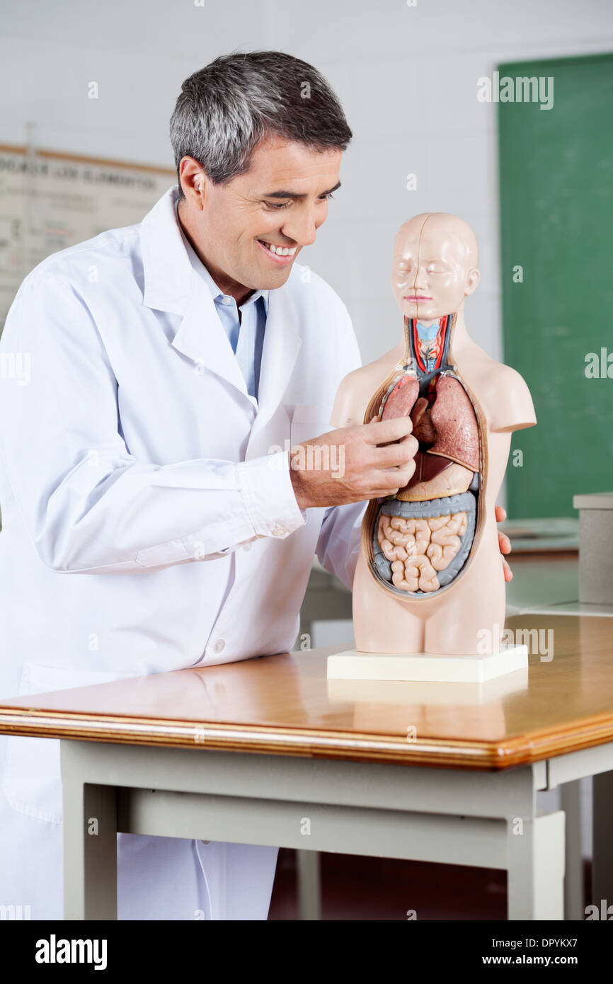 Happy Professor Examining Anatomical Model Stock Photo - Alamy