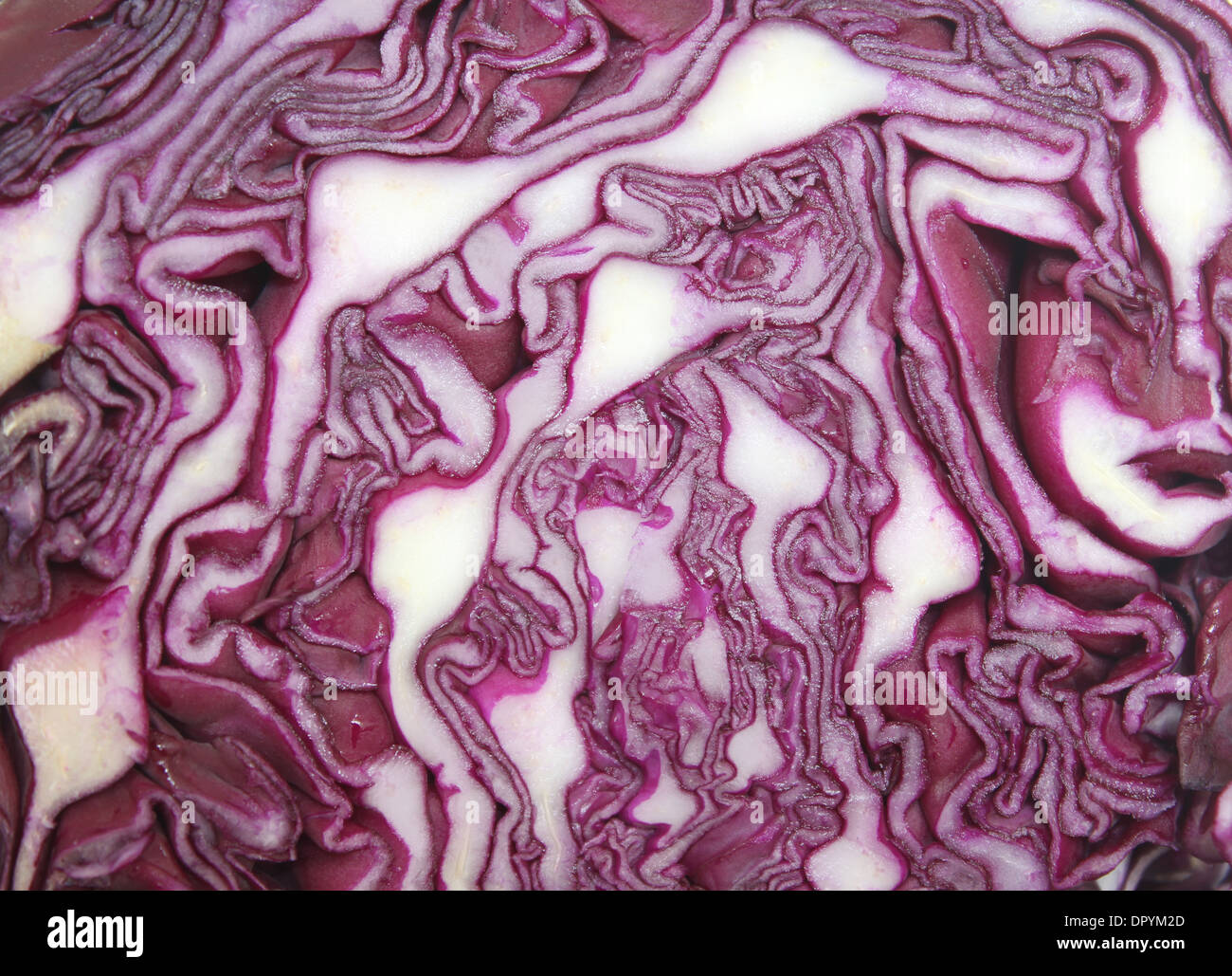 Red cabbage pattern hi-res stock photography and images - Alamy