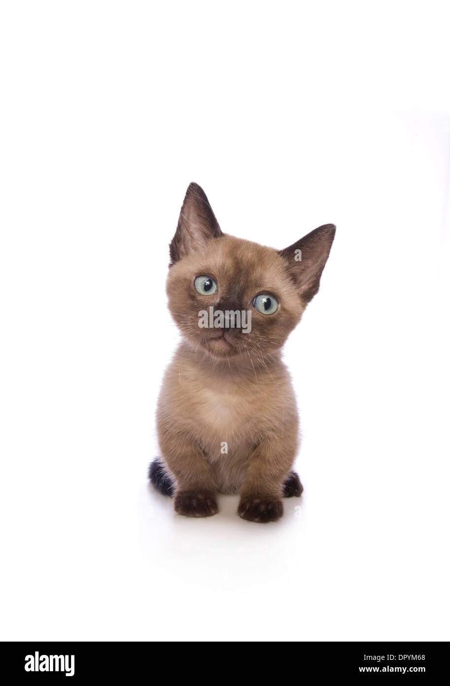 Siamese Munchkin Cat