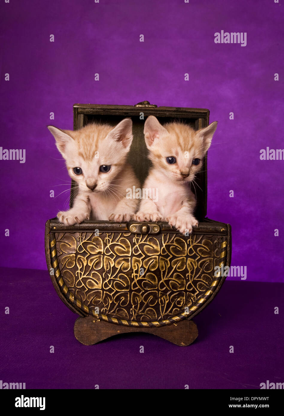 Kittens in box hi-res stock photography and images - Alamy