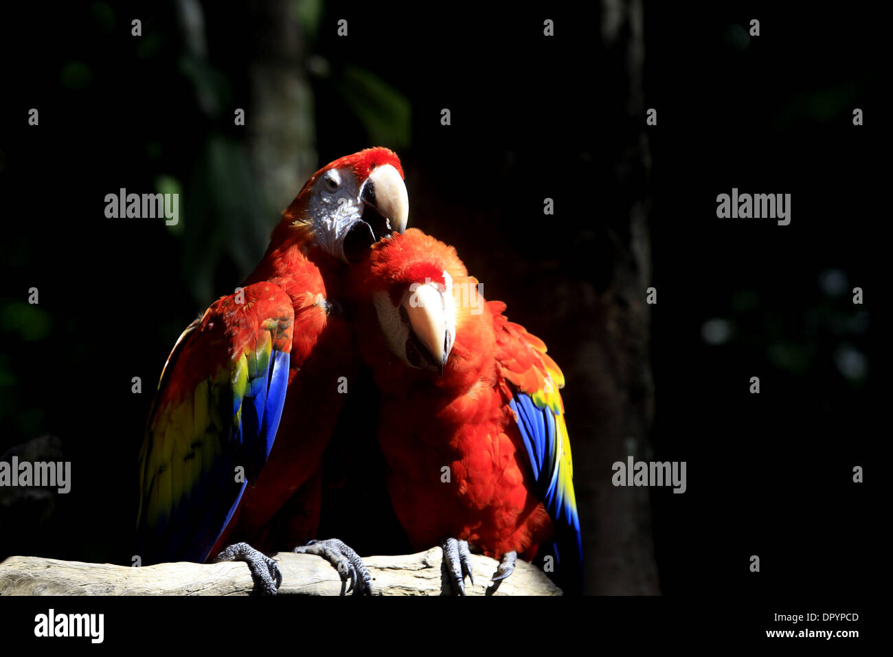 Cancun, Quintana Roo, Mexico. 12th Jan, 2014. A pair of macaws preening ...