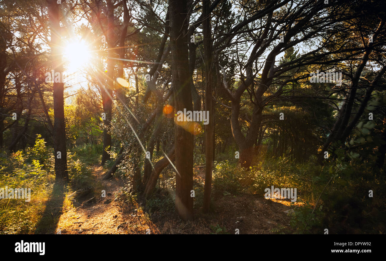 Summer sun shining through hi-res stock photography and images - Alamy