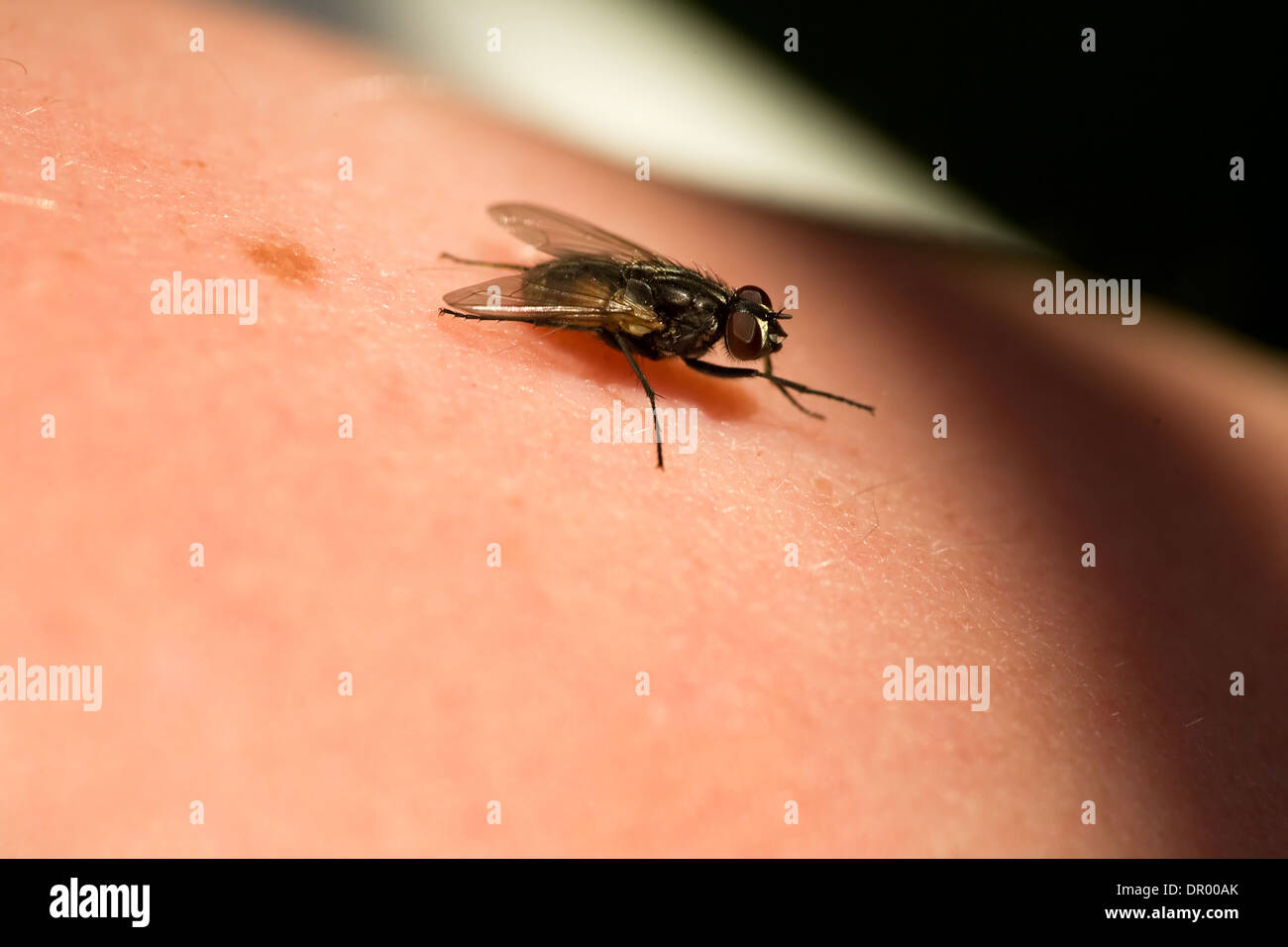 Fly on Skin Stock Photo - Alamy