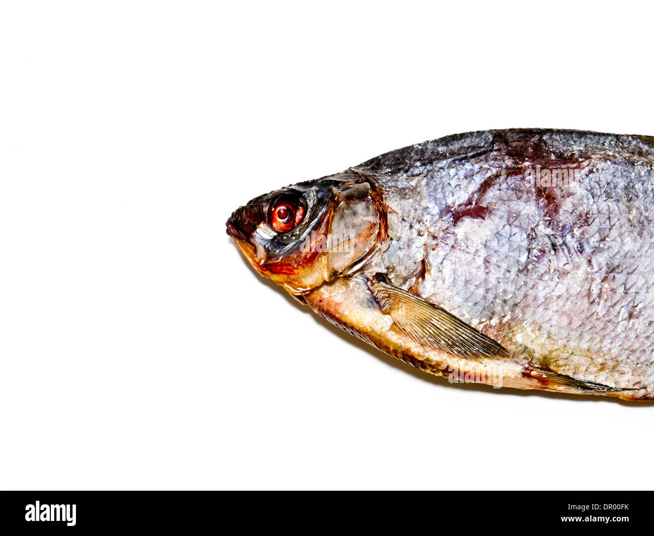 Fish zander animal animals fish hi-res stock photography and images - Alamy