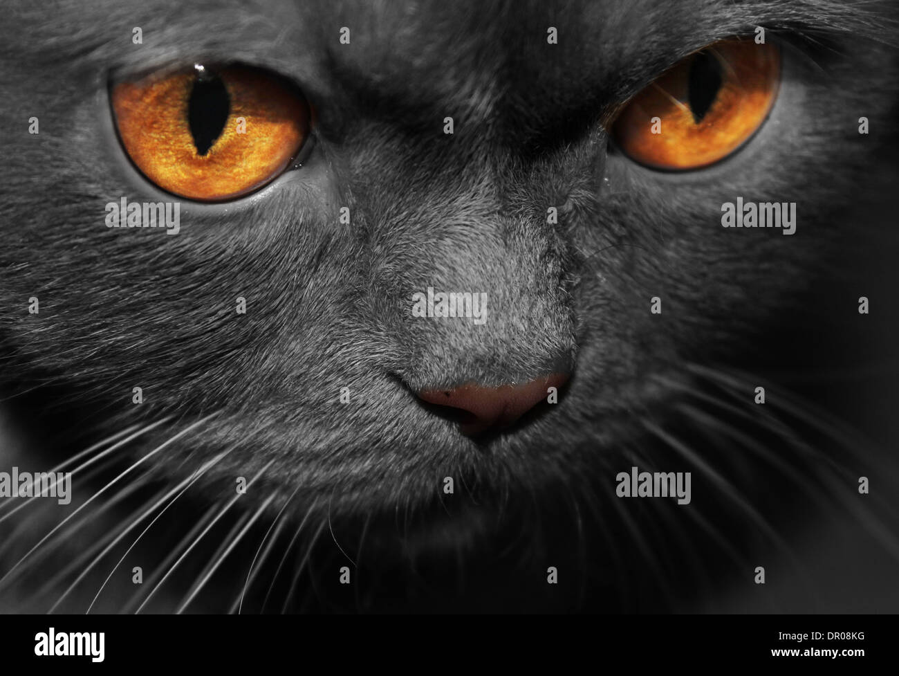 Determined cat hi-res stock photography and images - Alamy