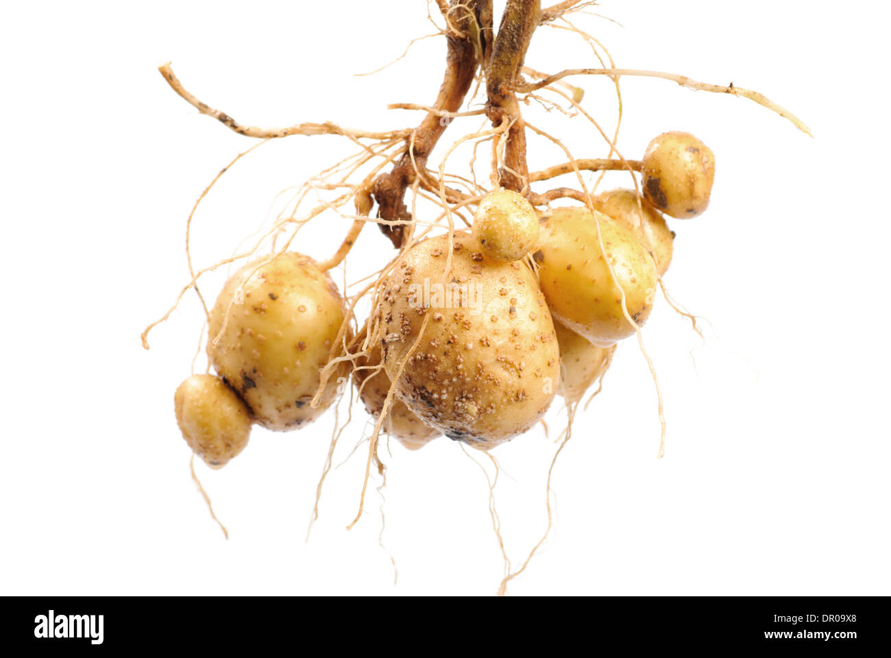 Potato with root close up isolated on white Stock Photo - Alamy