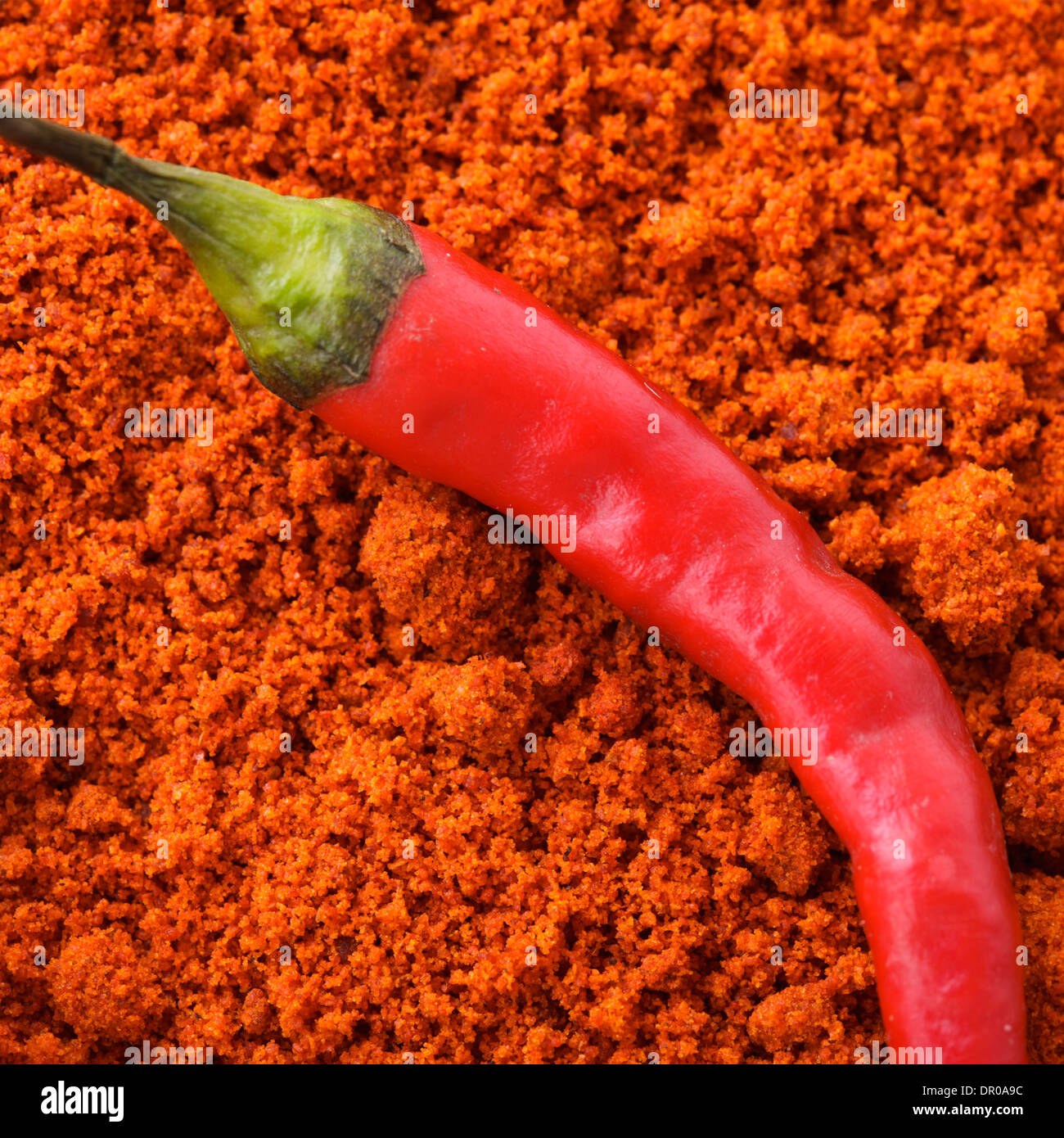 Red hot chilli pepper on milled paprika Stock Photo - Alamy