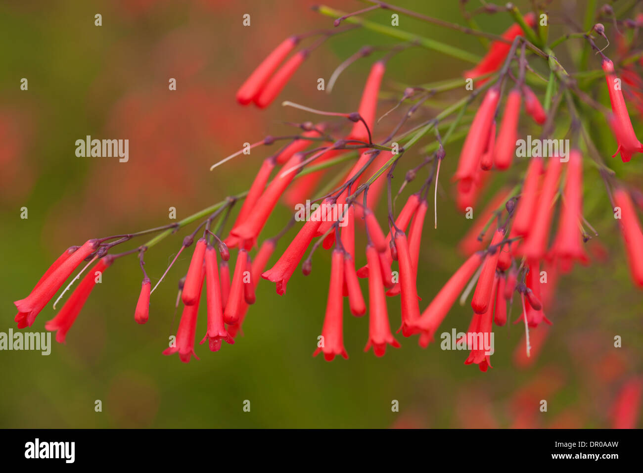 Russelia equisetiformis, Firecracker plant Stock Photo - Alamy