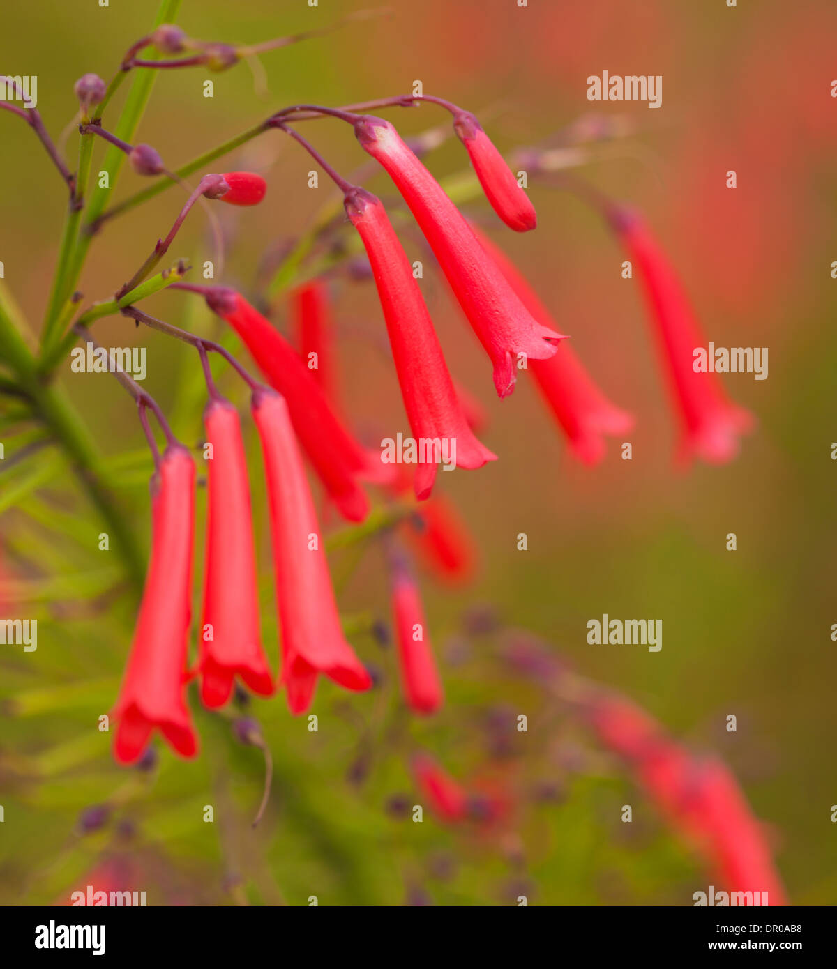 Russelia equisetiformis, Firecracker plant Stock Photo - Alamy