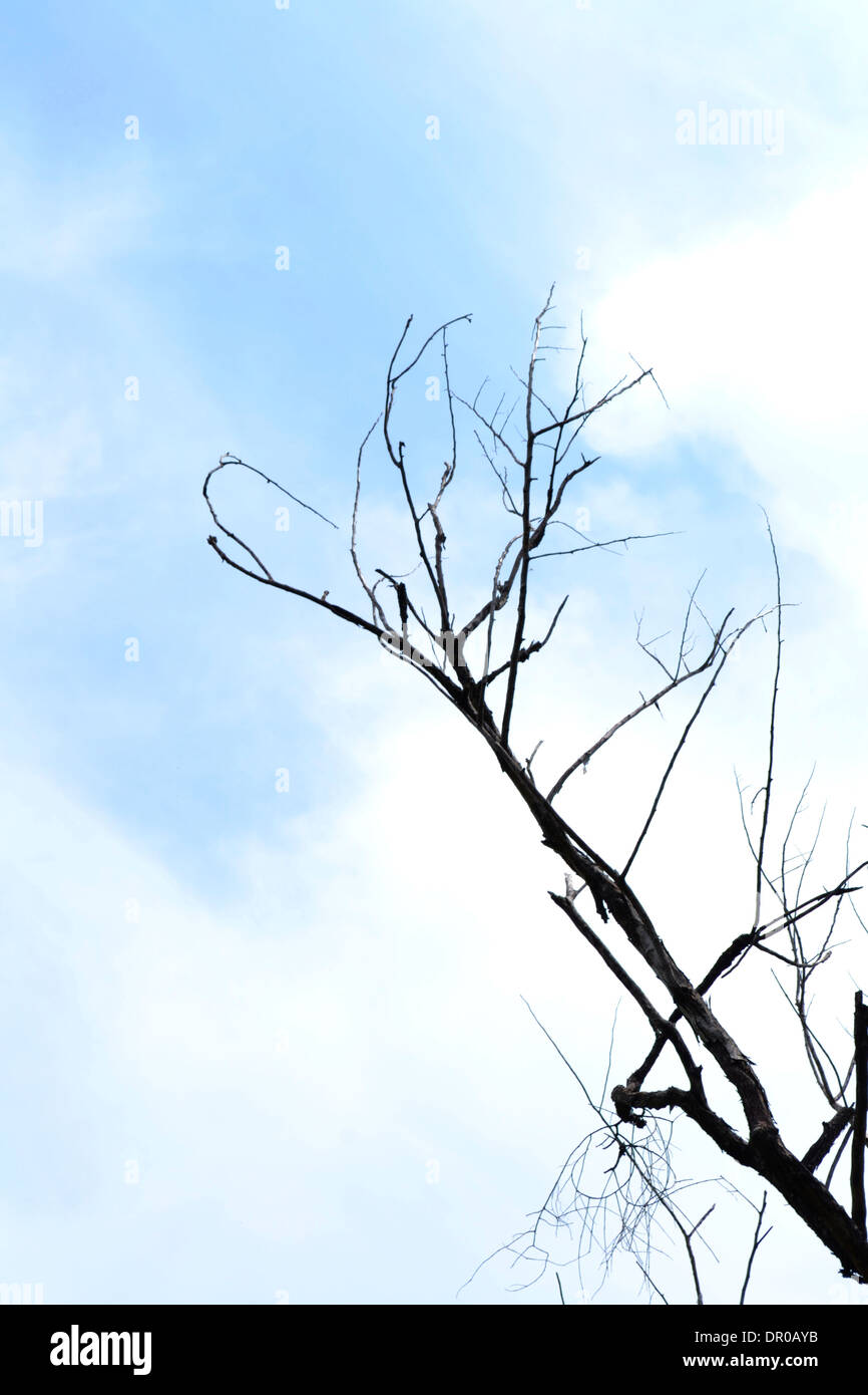 Twig Silhouette High Resolution Stock Photography and Images - Alamy