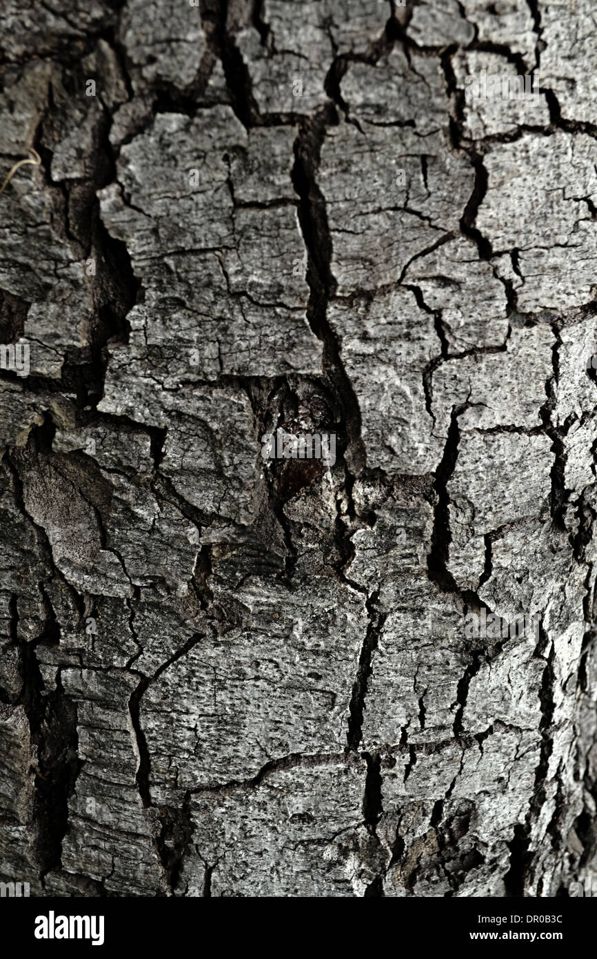 Bark tree texture hi-res stock photography and images - Alamy