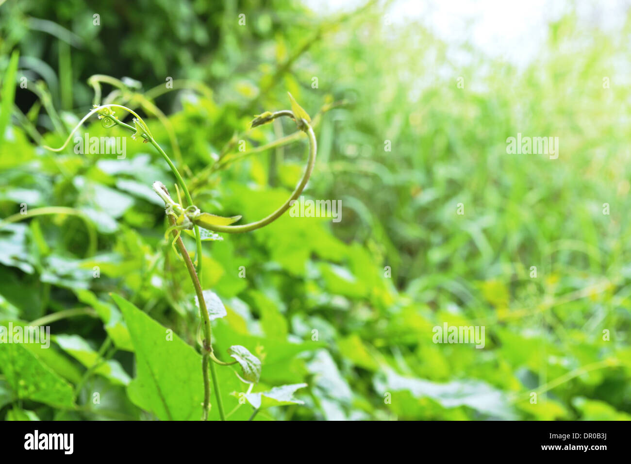 Plant in nature hi-res stock photography and images - Alamy