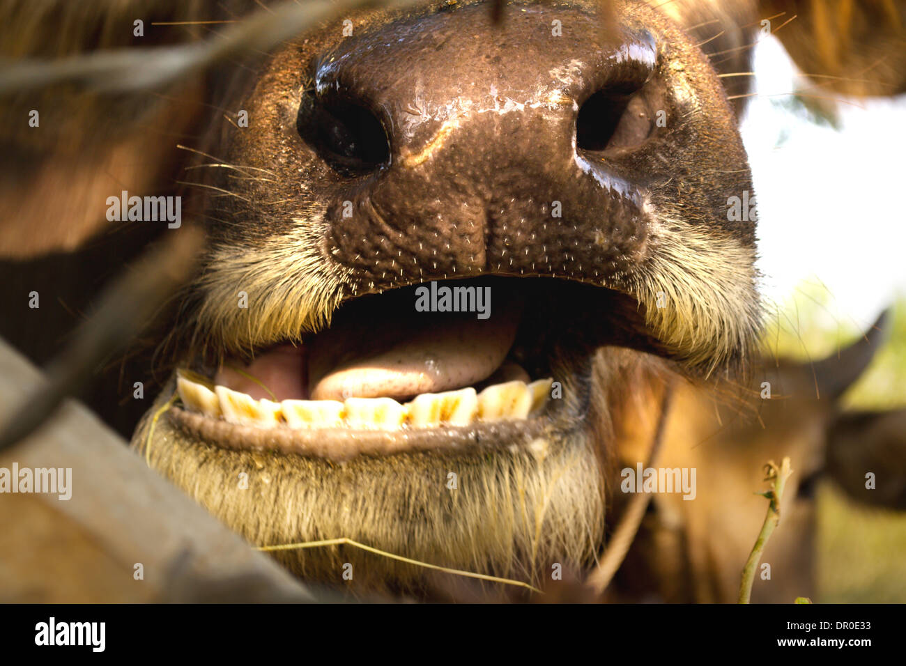 Buffalo chewing grass in the farm Stock Photo - Alamy