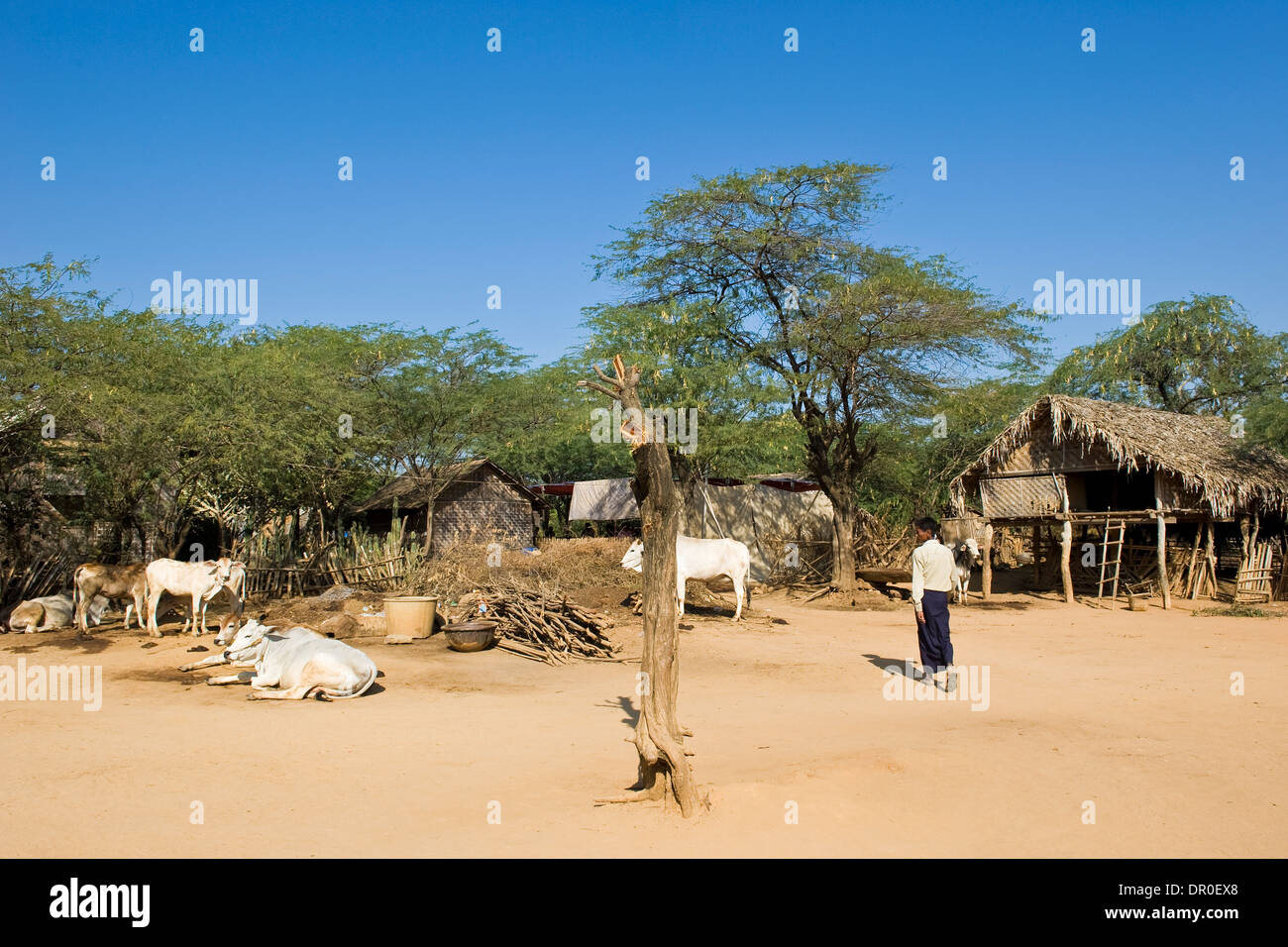 Myanmar, Bagan, daily life Stock Photo - Alamy
