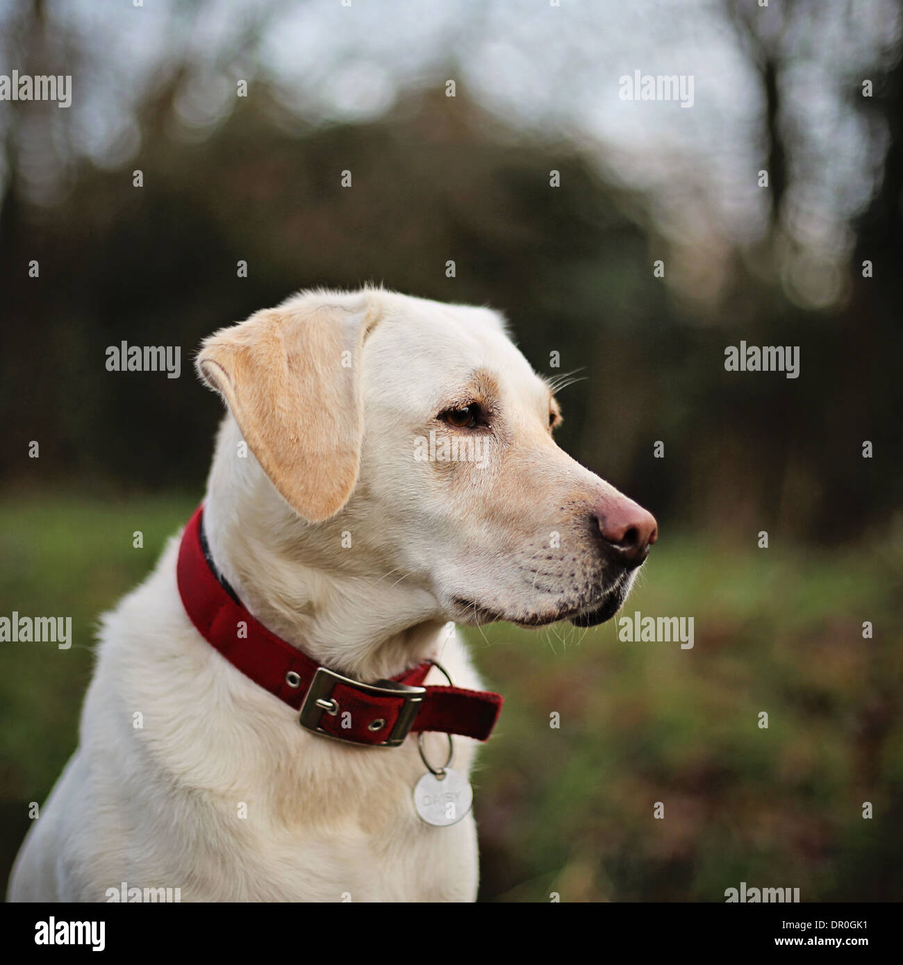 Labrador dog portrait hi-res stock photography and images - Alamy