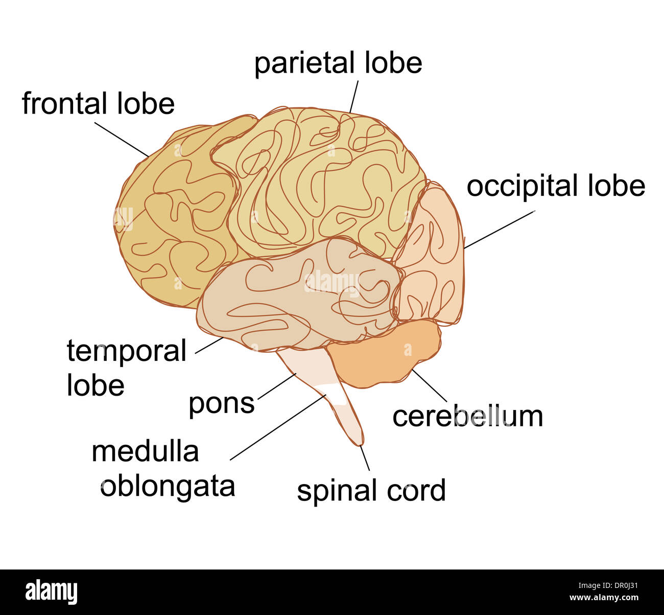 Brain sections vector illustration Stock Photo - Alamy