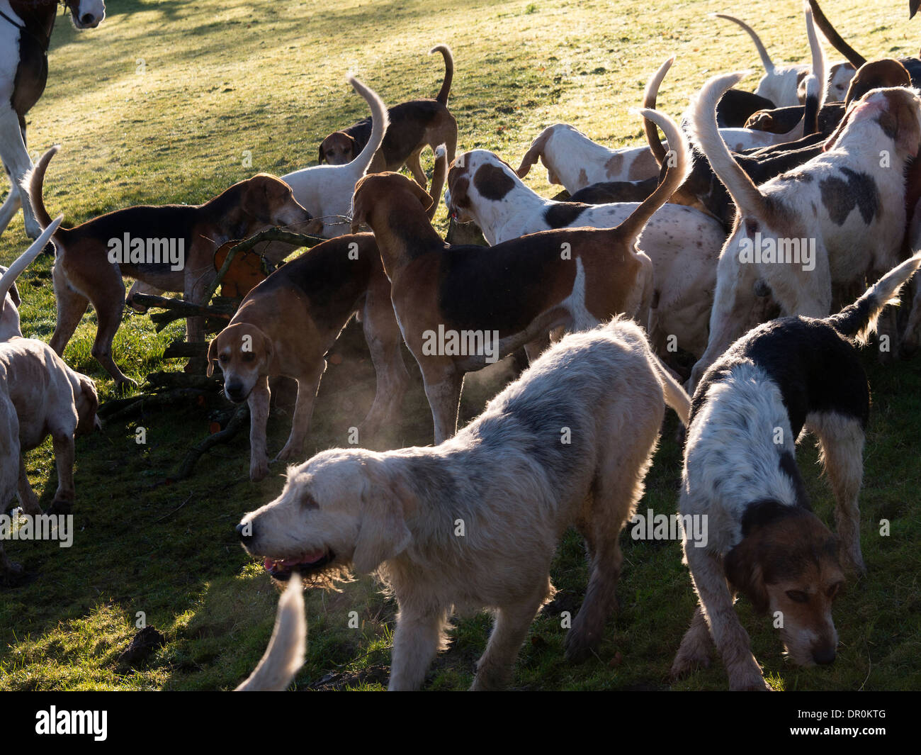 Barlow hunt hi-res stock photography and images - Alamy