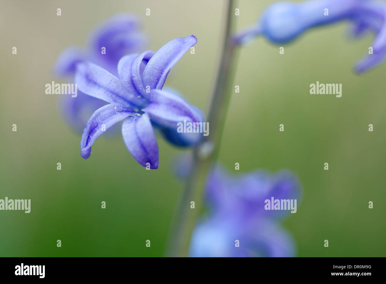 Jacinth flower hi-res stock photography and images - Alamy