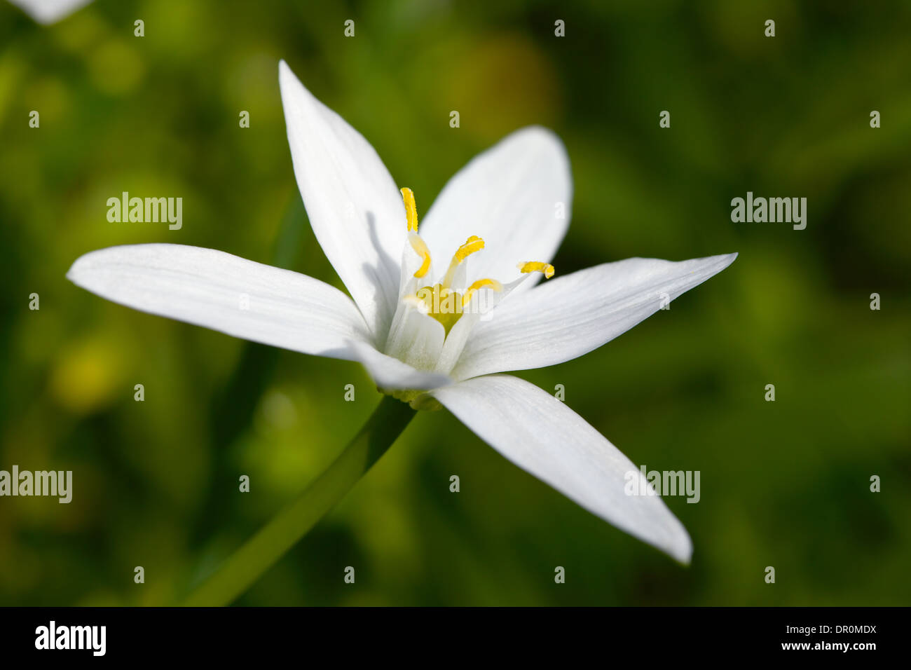Simple daisy flower hi-res stock photography and images - Alamy