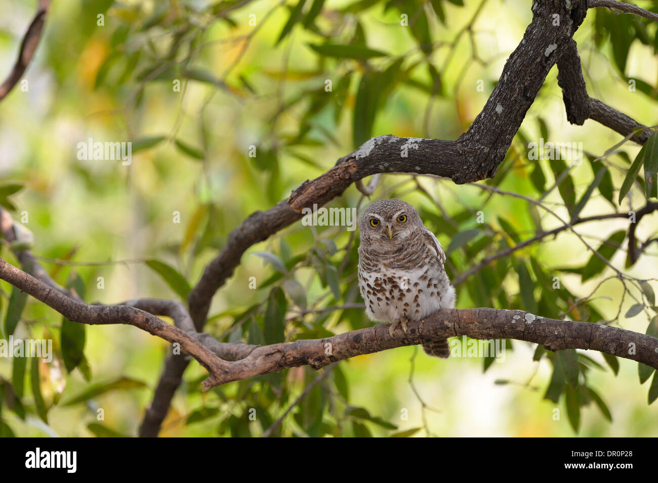 African Barred Owlet (Glaucidium capense) percehd on branch, Kafue ...
