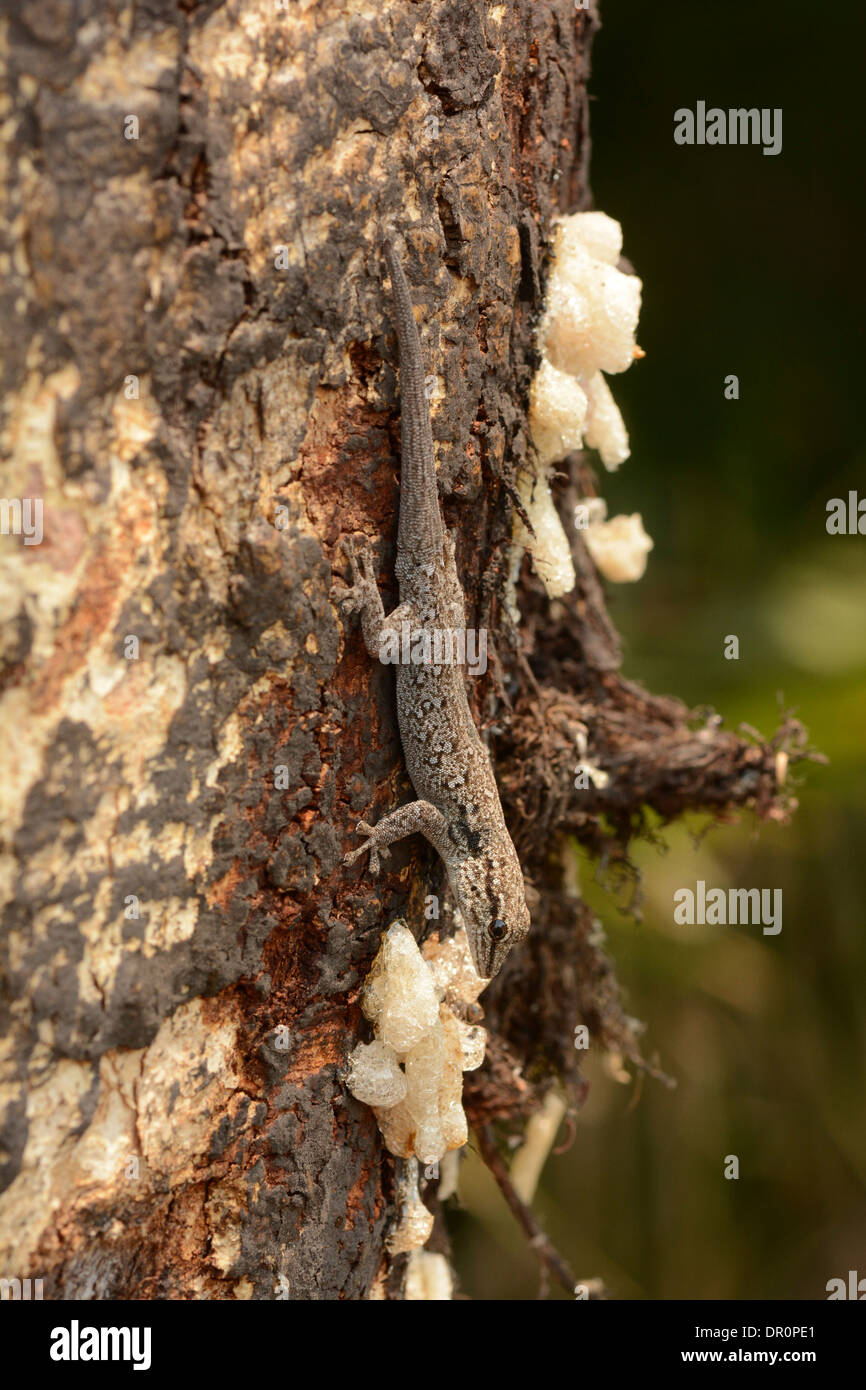 Hemidactylus platycephalus hi-res stock photography and images - Alamy