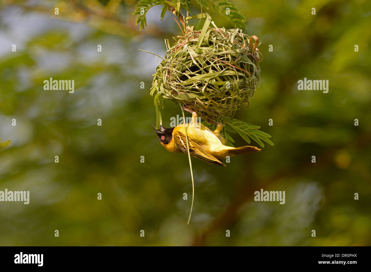 Weaver bird building nest hi-res stock photography and images - Alamy