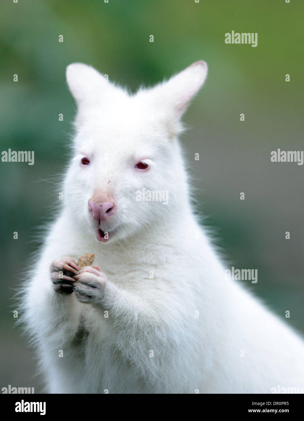 Duisburg, Germany. 17th Jan, 2014. An Albino Bennett's kangaroo eats at ...