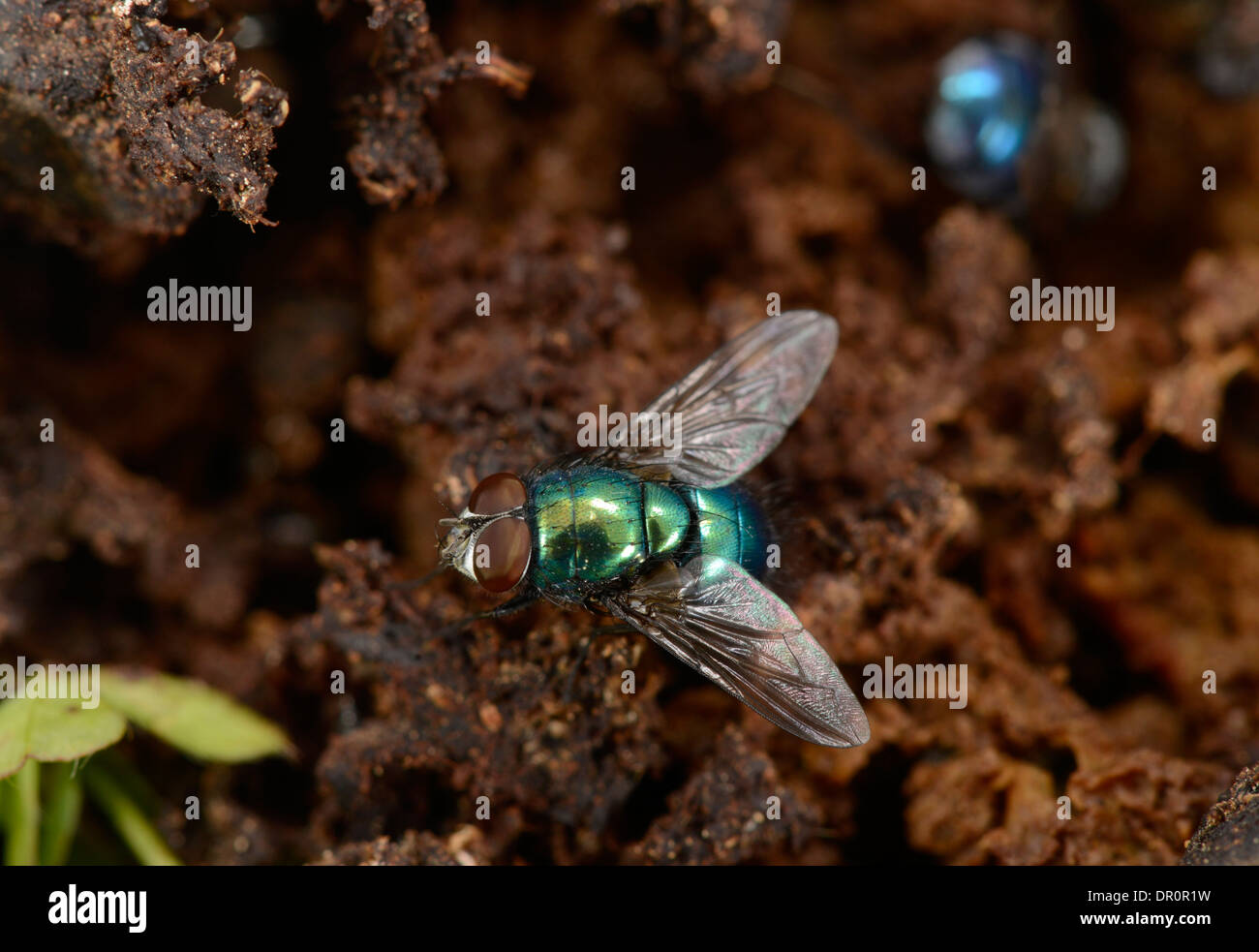 Lucillia caesar hi-res stock photography and images - Alamy