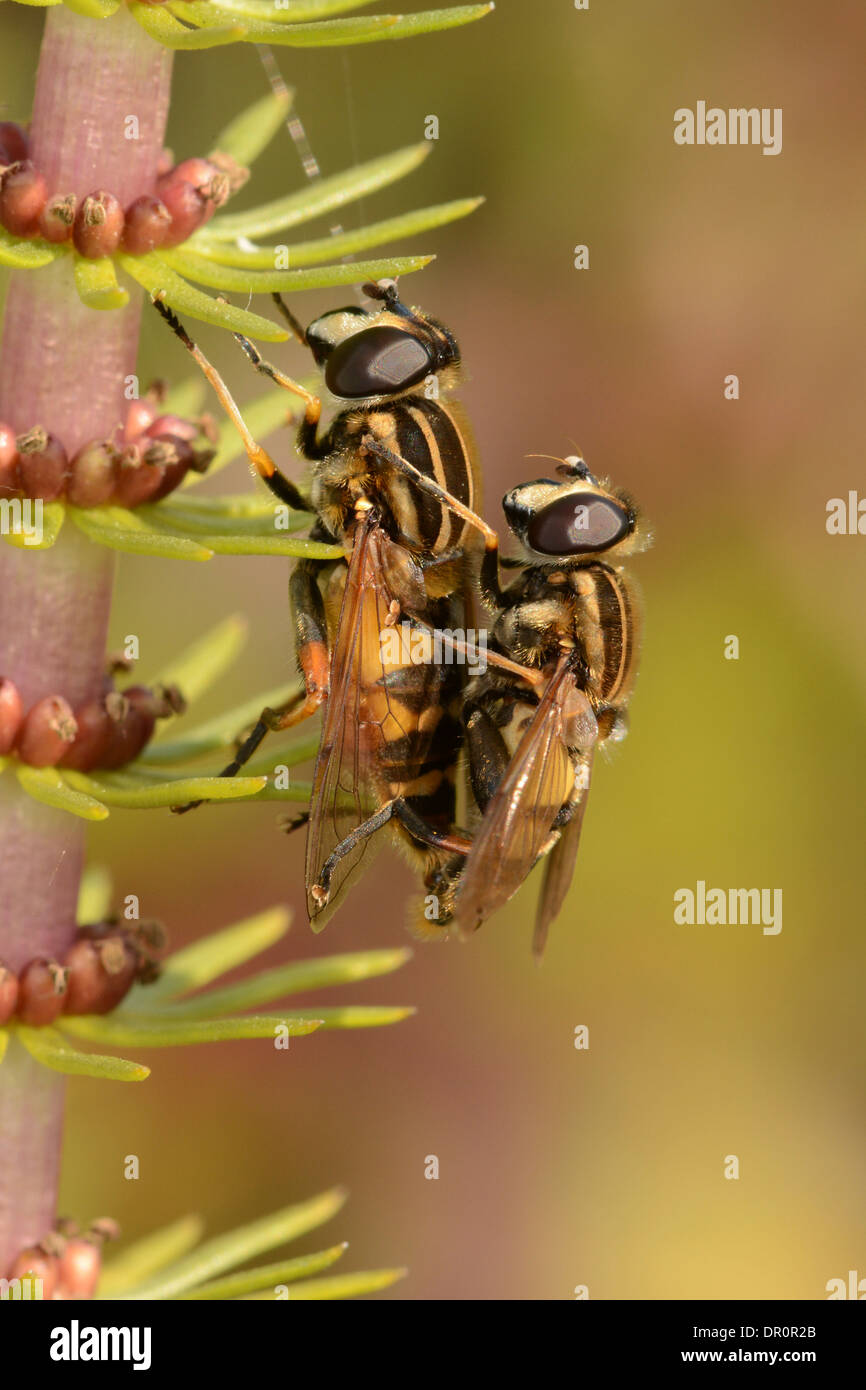 Brindled Helophilus Hoverfly (Helophilus pendulus) pair mating ...