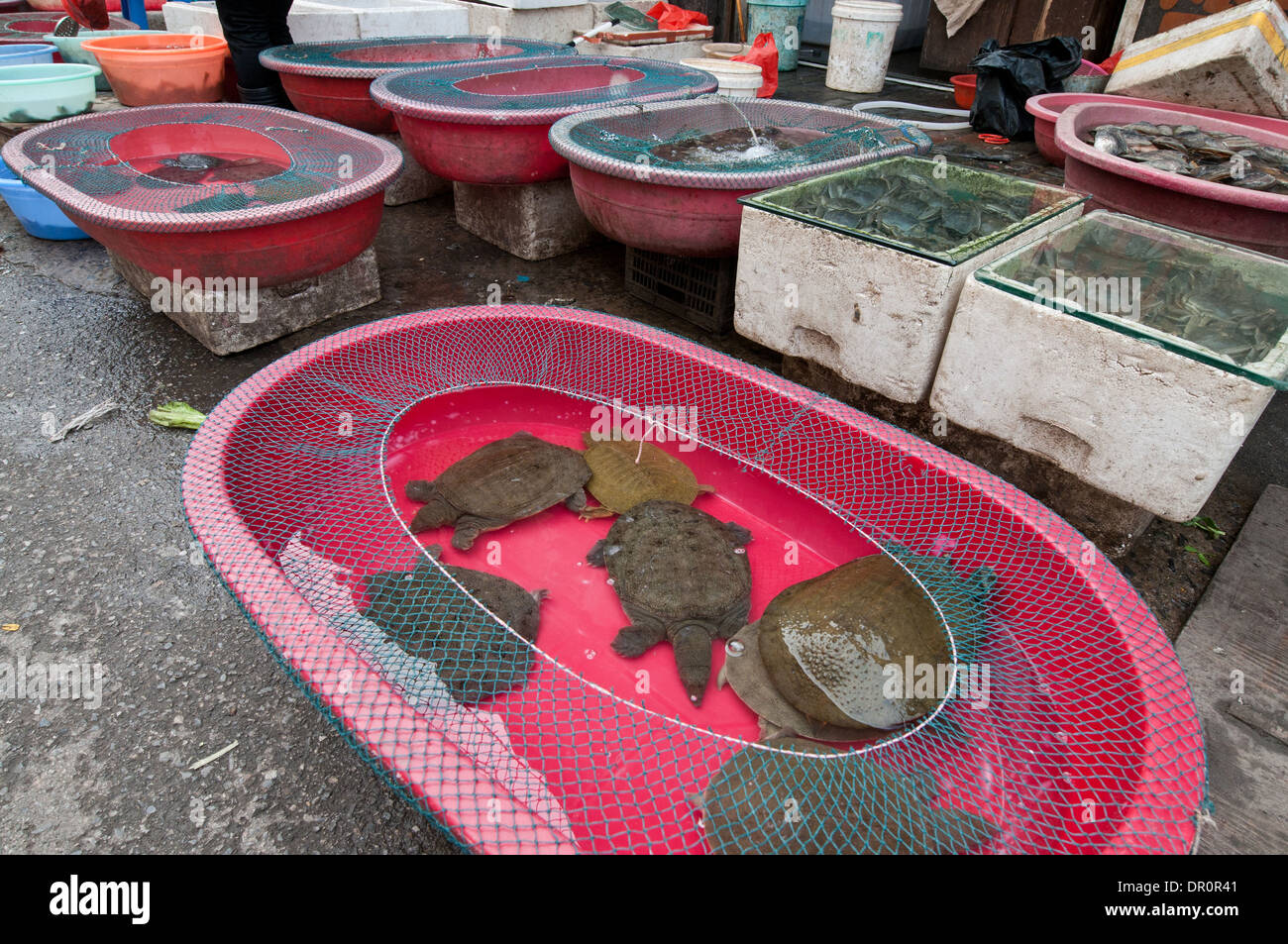turtles on food market in Old City, Shanghai Stock Photo - Alamy