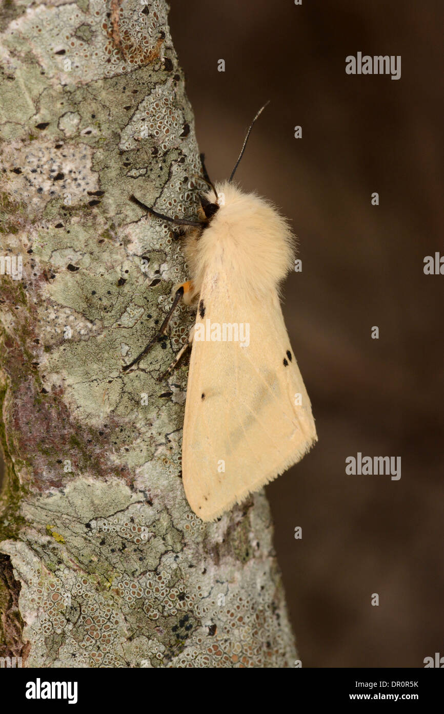 Spilosoma hi-res stock photography and images - Alamy
