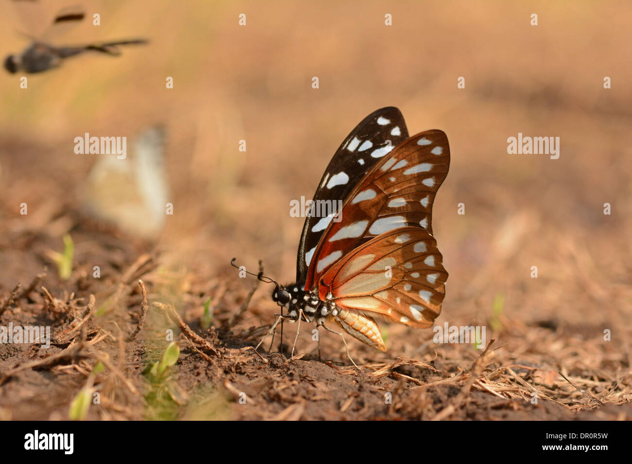 Swordtail butterfly hi-res stock photography and images - Alamy