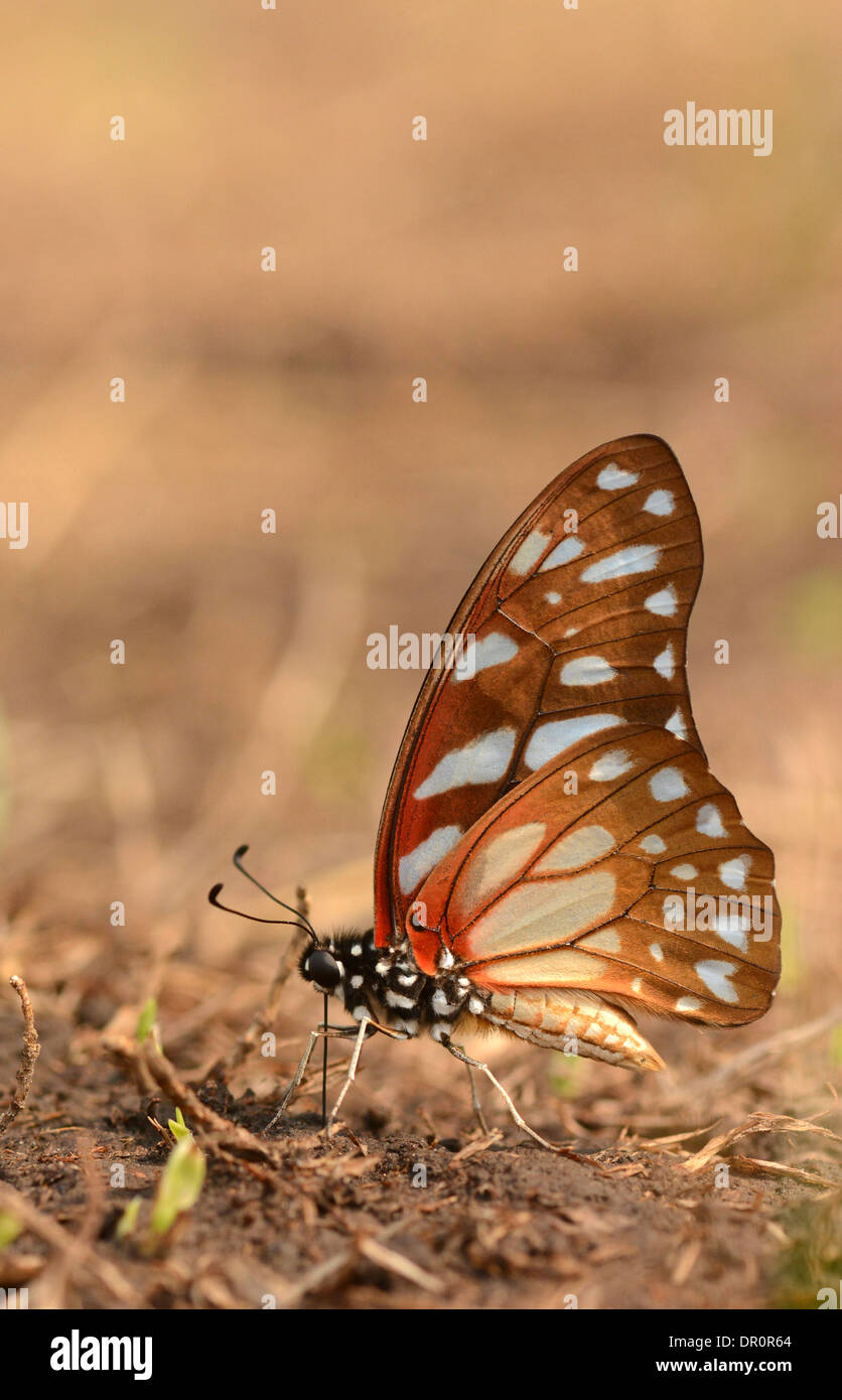Veined Swordtail Butterfly (Graphium leonidas) adult feeding on the ...