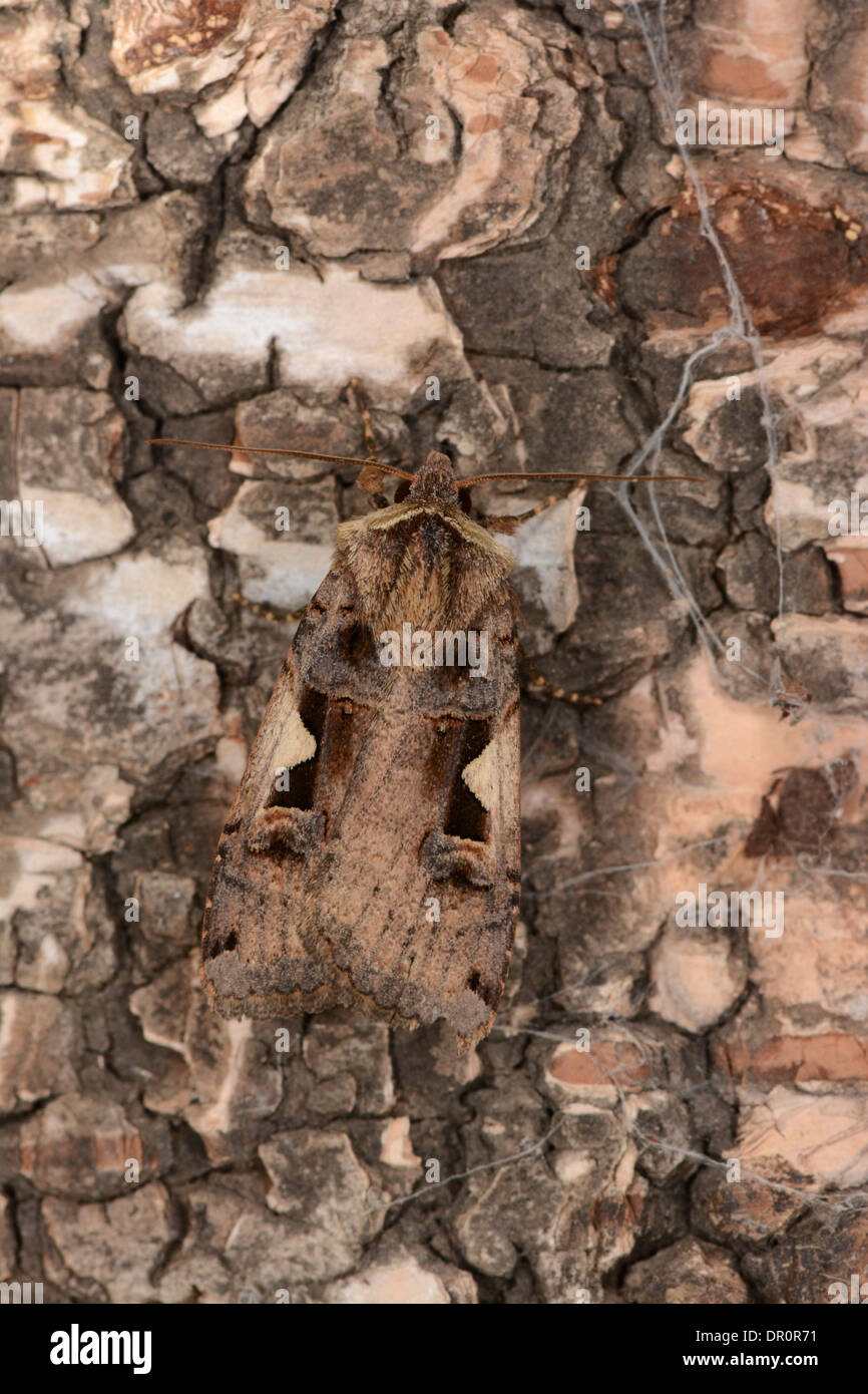 C moth hi-res stock photography and images - Alamy