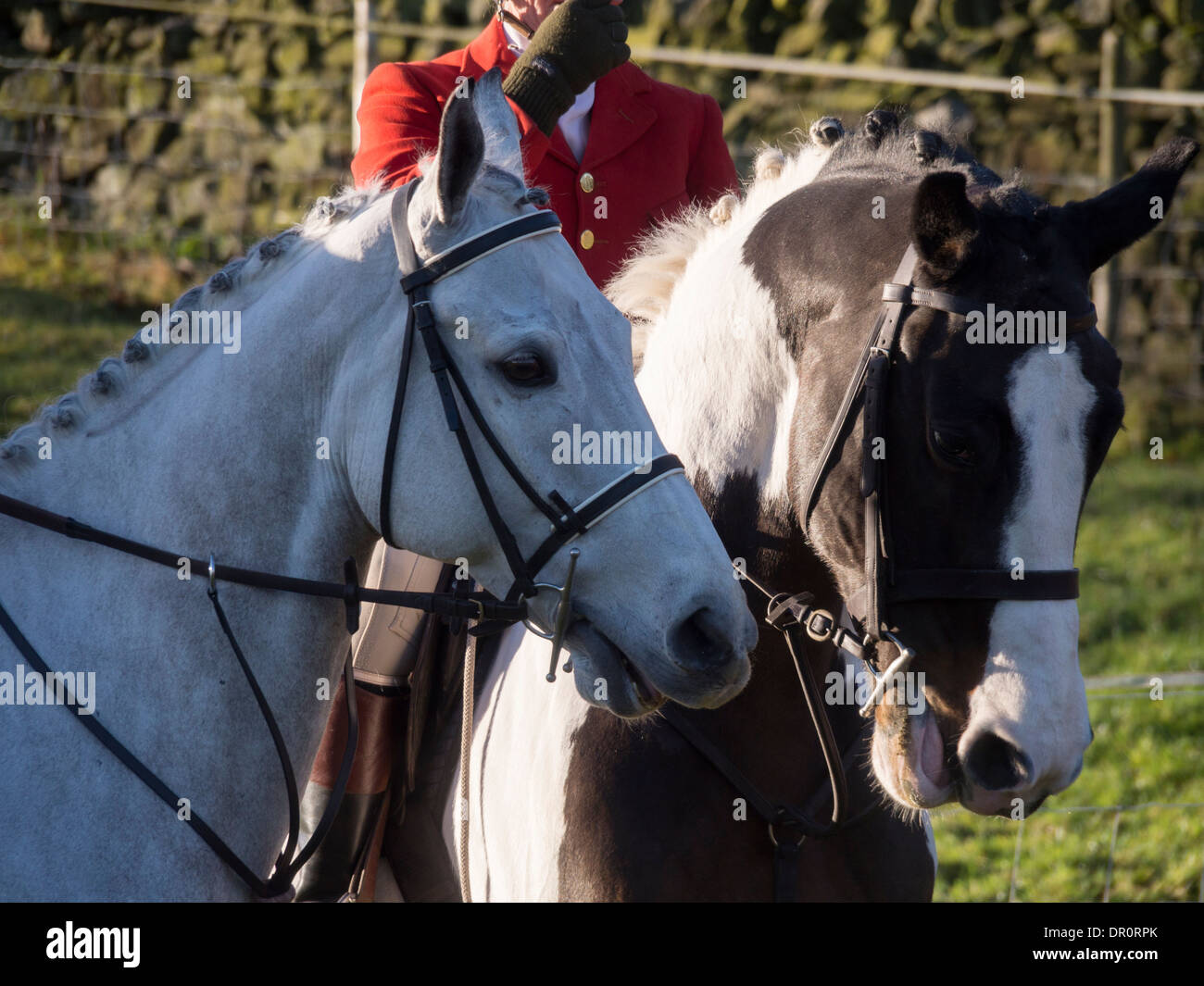 Barlow hunt hi-res stock photography and images - Alamy