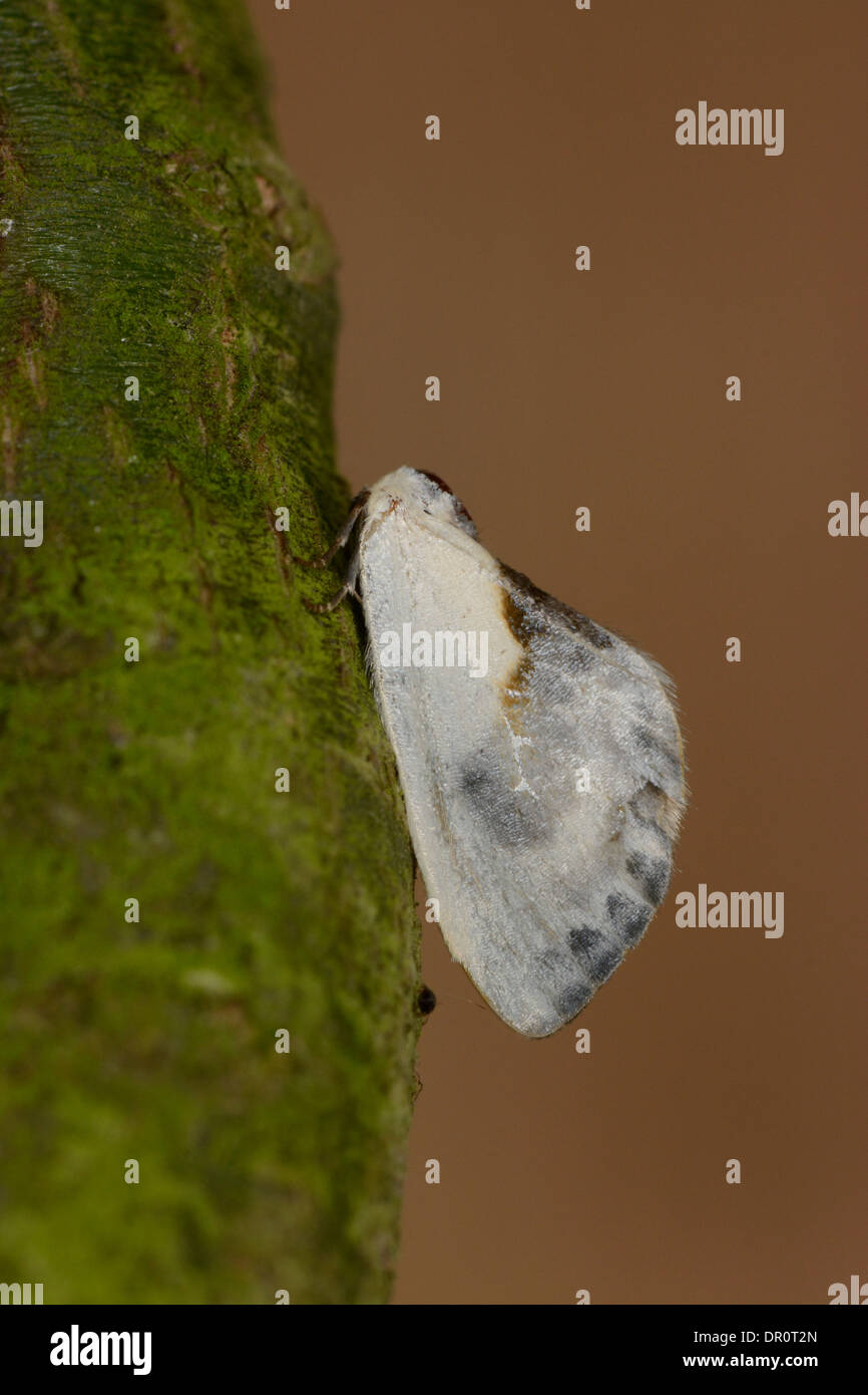 Chinese Character Moth (Cilix glaucata) adult at rest on twig ...
