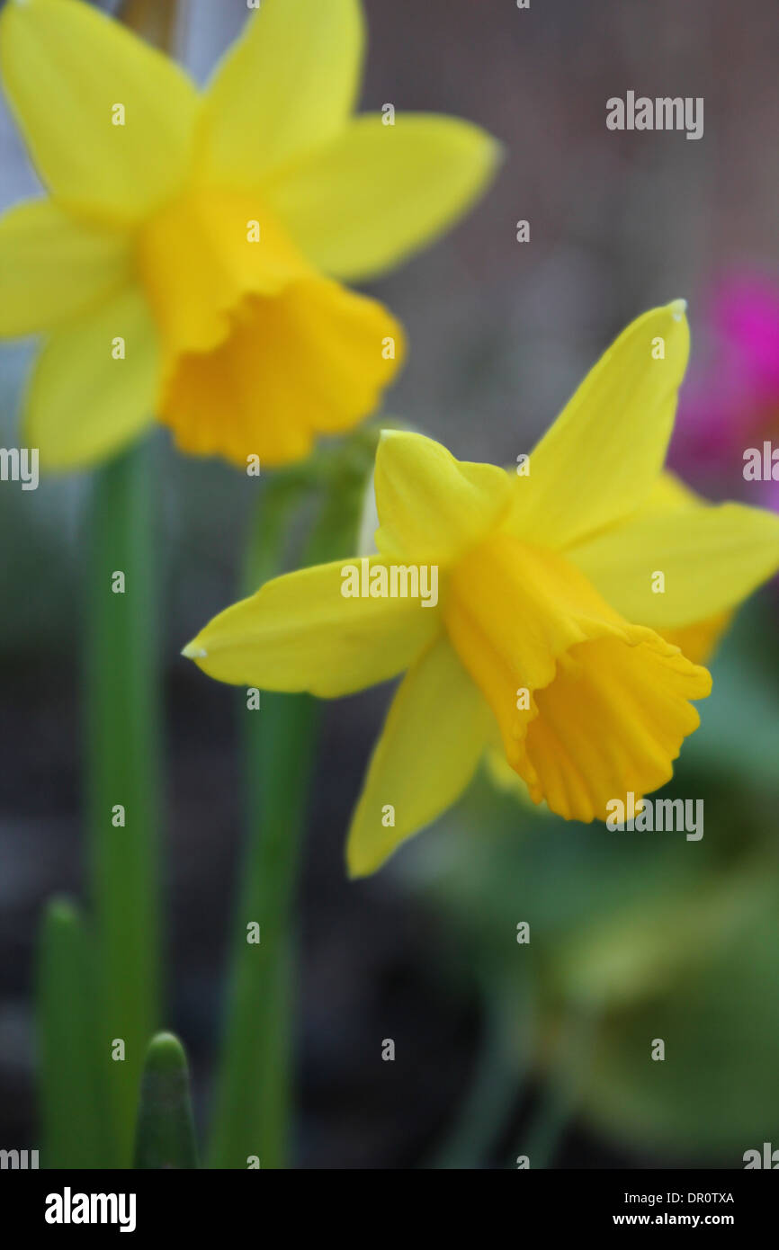 Daffodils flowering in Spring. The flower is used to celebrate of St ...