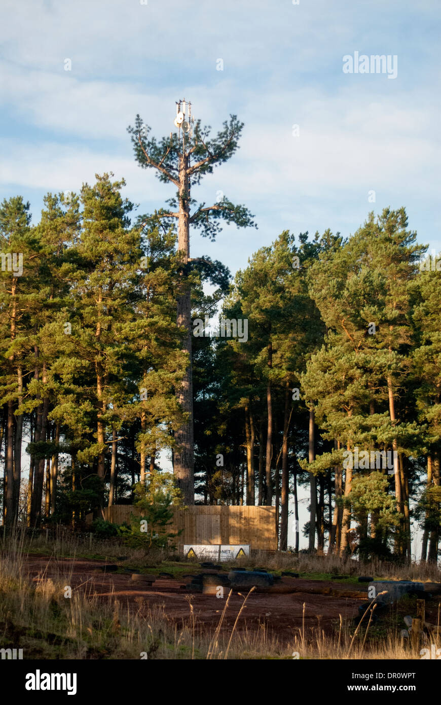 Photograph of a tree phone mast located in Cumbria center parcs Stock ...