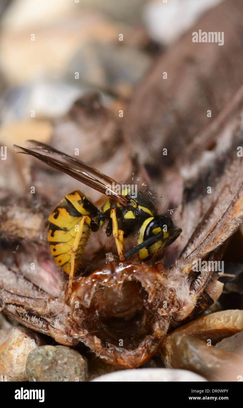 Common Wasp (Vespula vulgaris) feeding on remains of Privet Hawkmoth ...